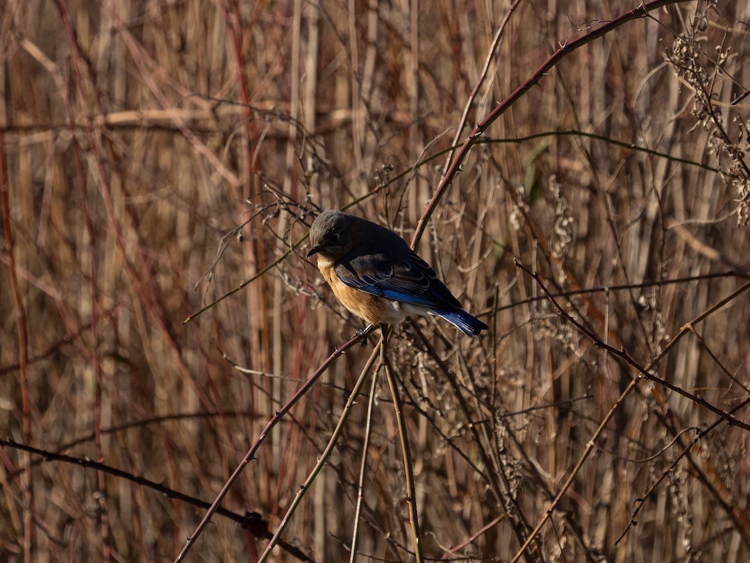 Morning Male Bluebird - Digital Bird Print, Bluebird Photo, Desktop ...