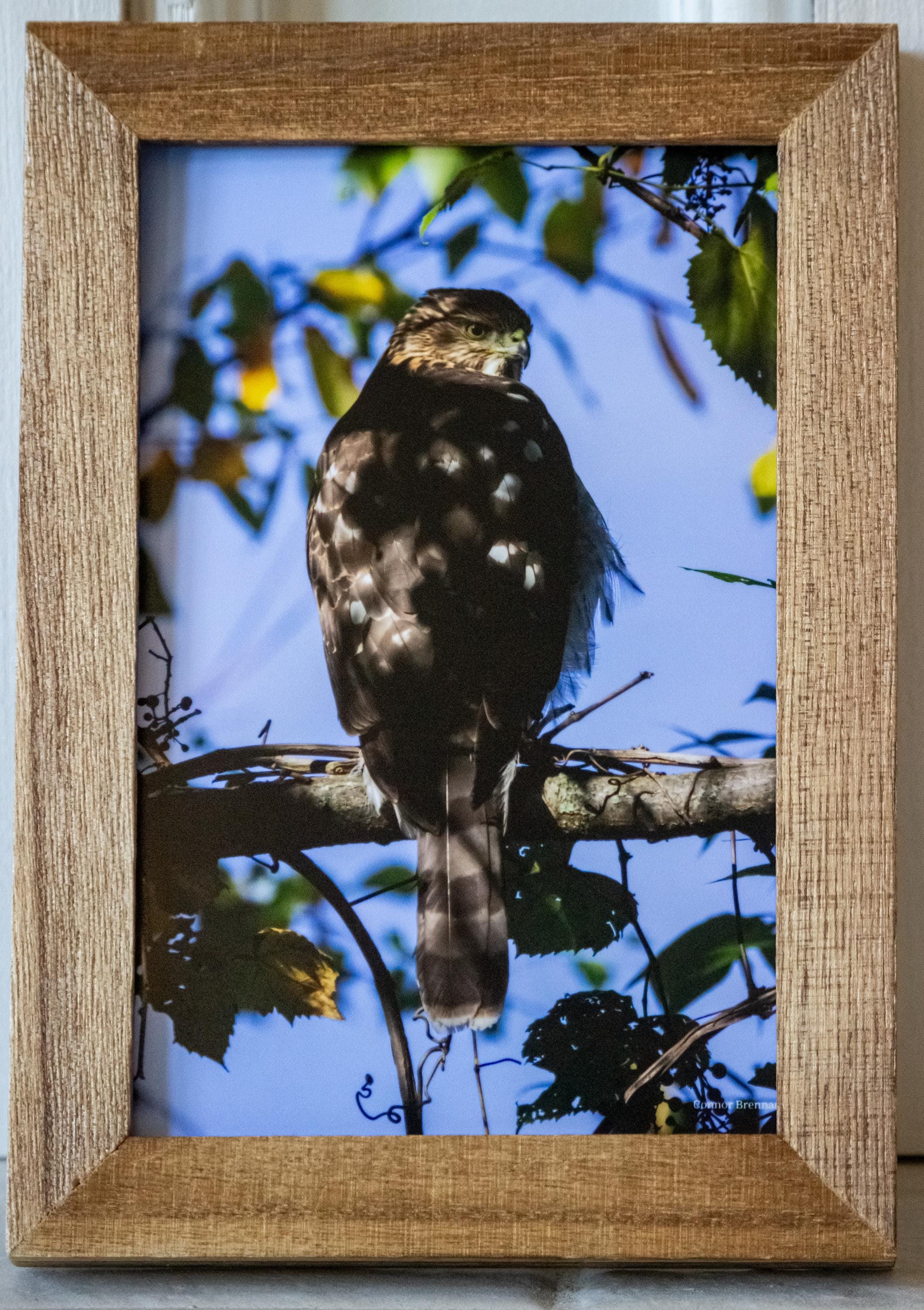 Young Cooper's Hawk Portrait - Digital Bird Photo, Hawk Picture, Cooper ...