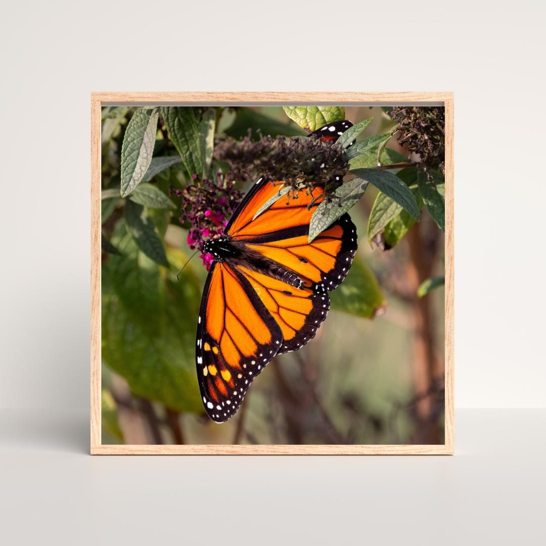 Monarch Butterfly - Digital Wall Art, Butterfly Print, Butterfly Photo ...