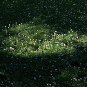 Sunlit Clover Flowers Digital Print - Desktop Wallpaper and Digital ...