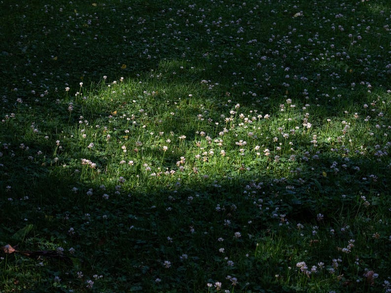Sunlit Clover Flowers Digital Print - Desktop Wallpaper and Digital ...