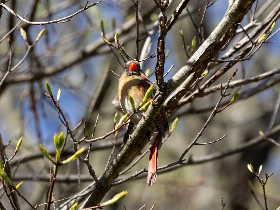 Sunny Female Cardinal Portrait Digital Print, Desktop Wallpaper, Female ...