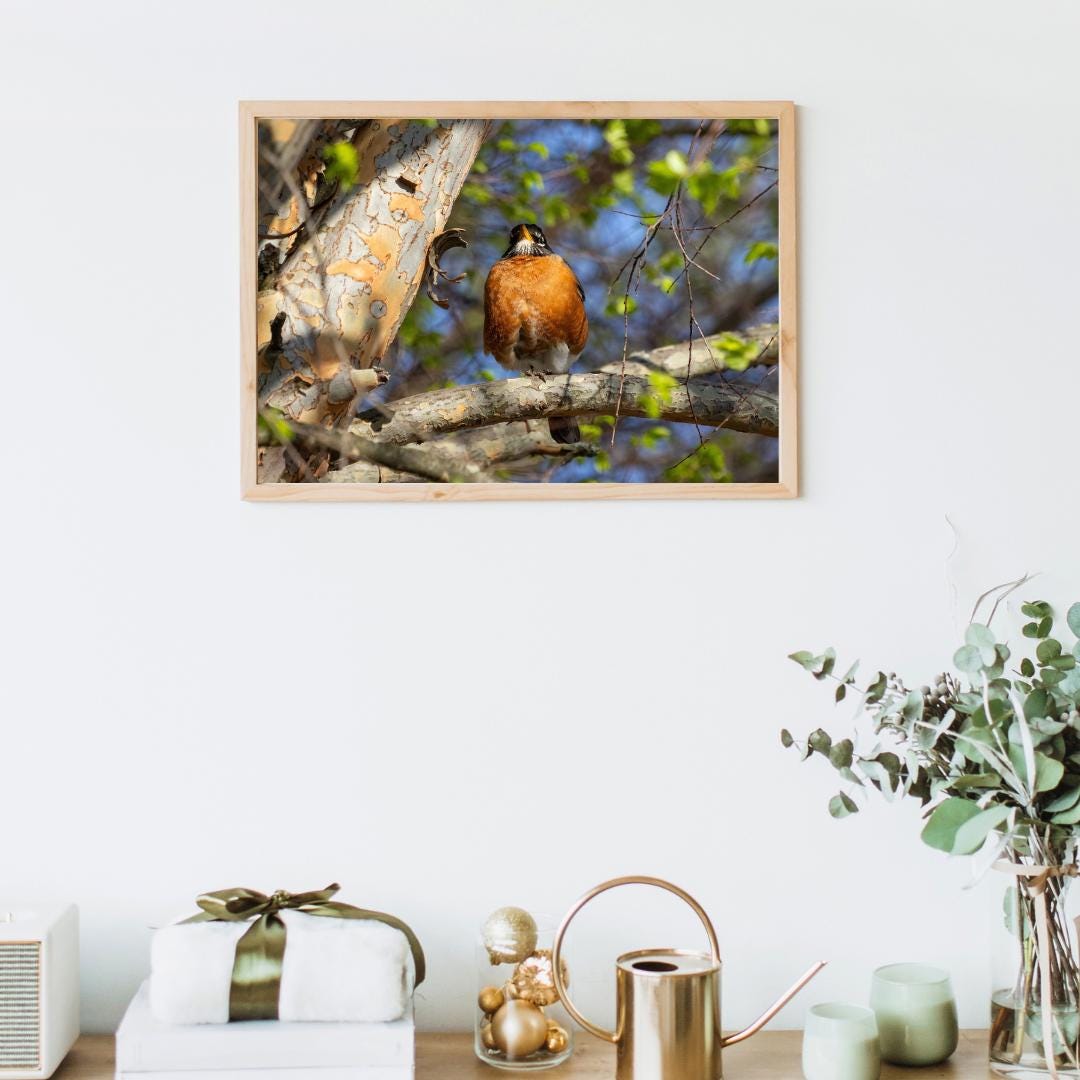 Stern American Robin - Digital Bird Photo, Robin Picture, Desktop ...