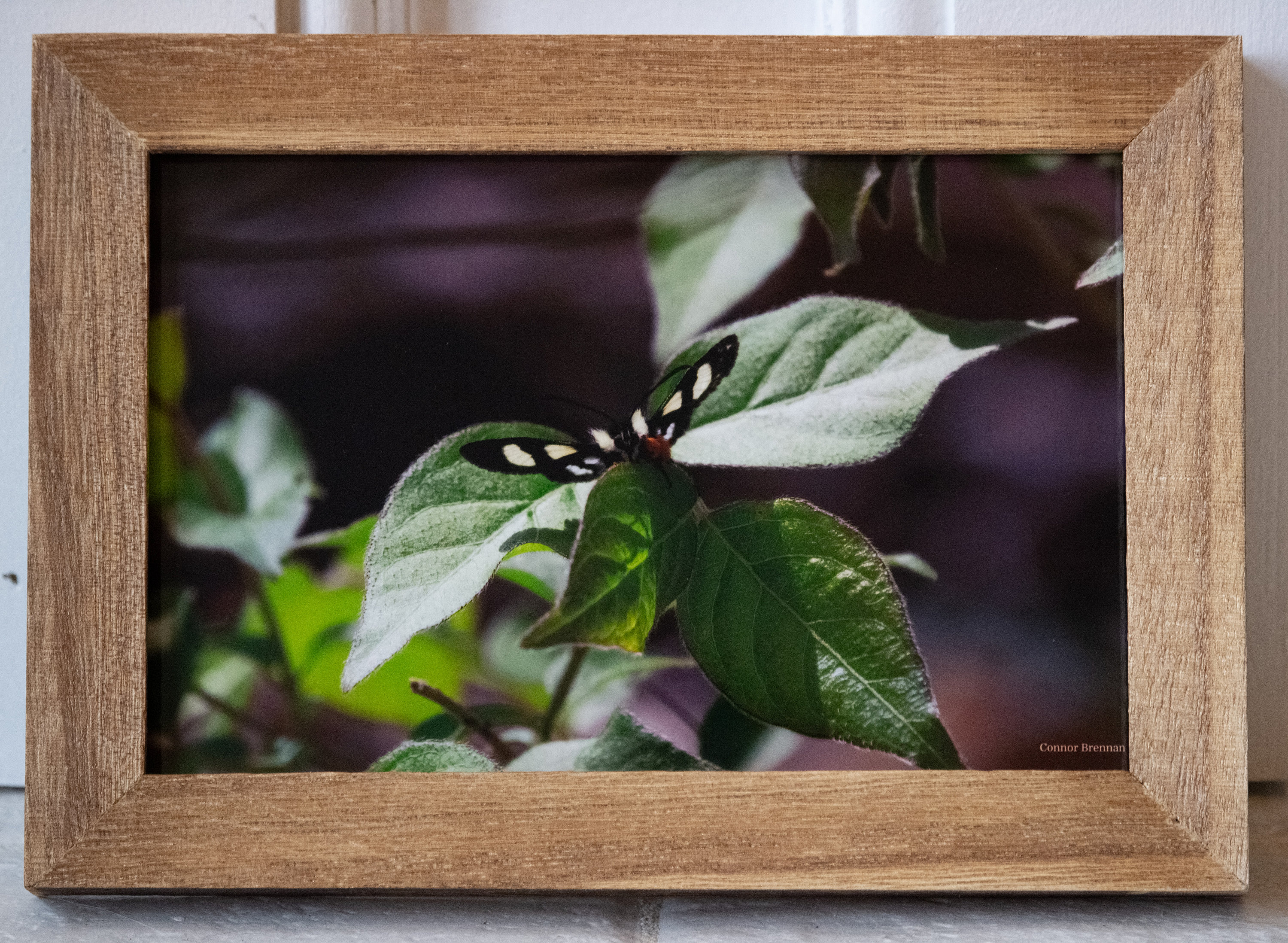 Eight-spotted Forester Moth Portrait, Digital Print, Moth, Eight ...