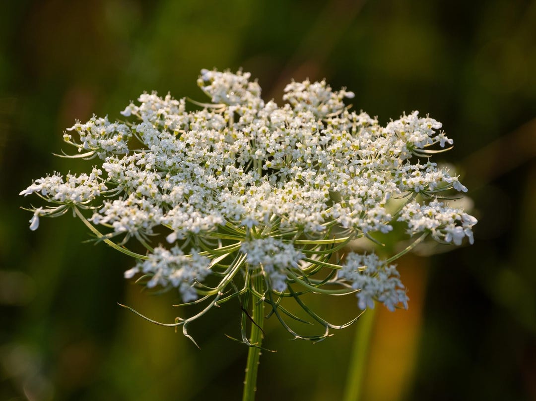 Morning Queen Anne's Lace - Digital Flower Print, White Flower Photo ...