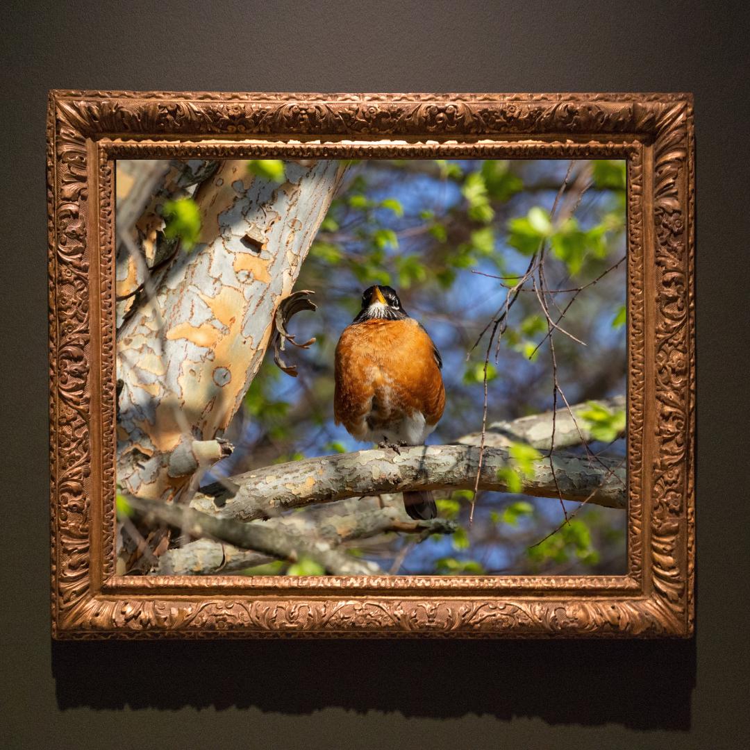Stern American Robin - Digital Bird Photo, Robin Picture, Desktop ...