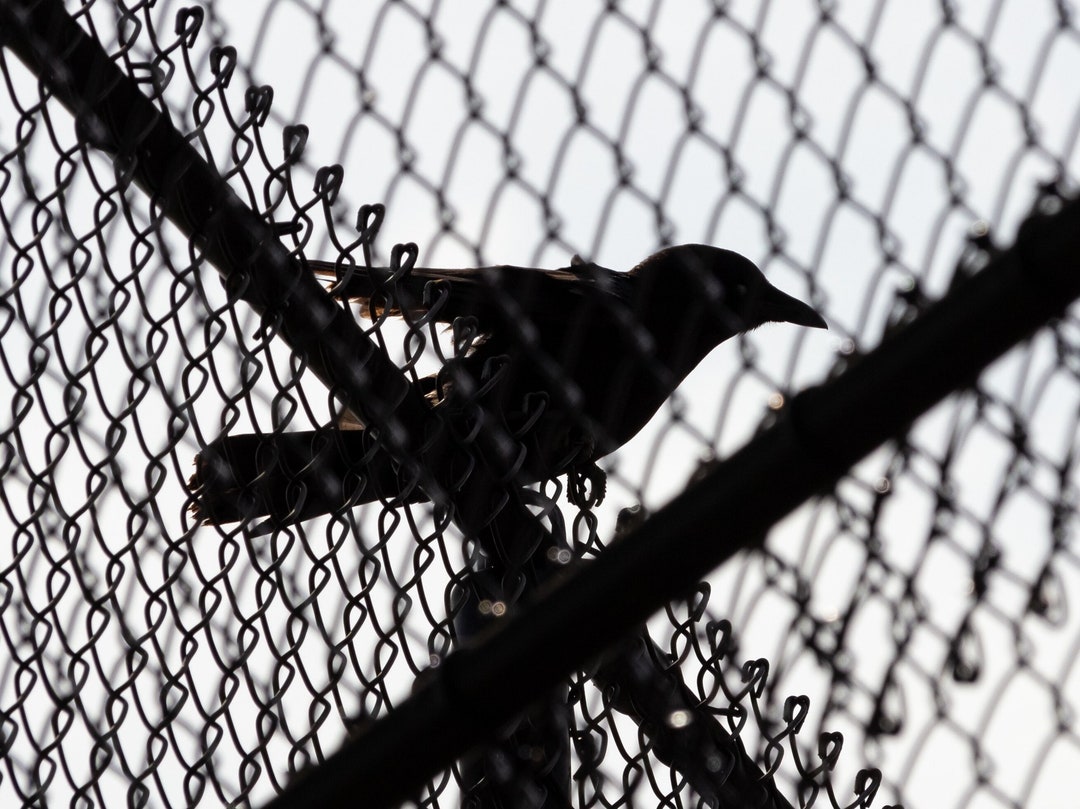 Radiant Crow on Chain-link Fence, Digital Print, Crow, Fence, Digital ...
