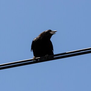 Happy Crow on Cable, Digital Print, Crow Picture, Bird Photo, Crow ...