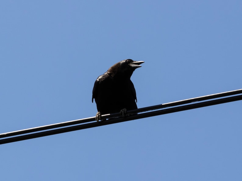 Happy Crow on Cable, Digital Print, Crow Picture, Bird Photo, Crow ...