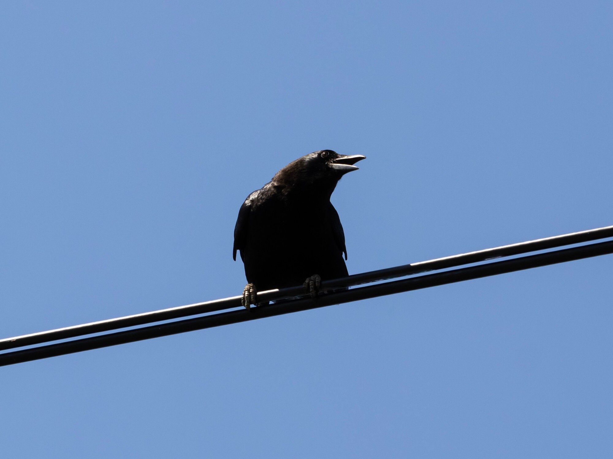 Happy Crow on Cable, Digital Print, Crow Picture, Bird Photo, Crow ...