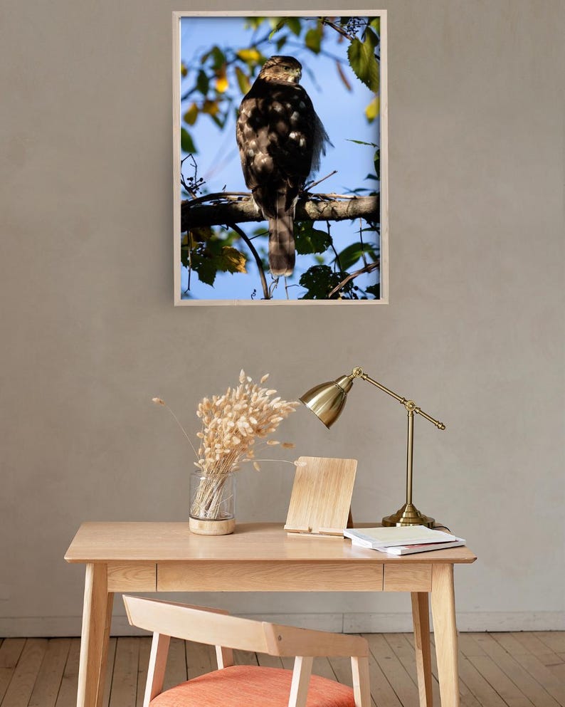 Young Cooper's Hawk Portrait - Digital Bird Photo, Hawk Picture, Cooper ...