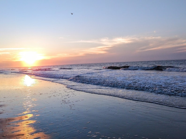 Seabird and Sunrise at HHI Digital Print - Desktop Background, Summer ...