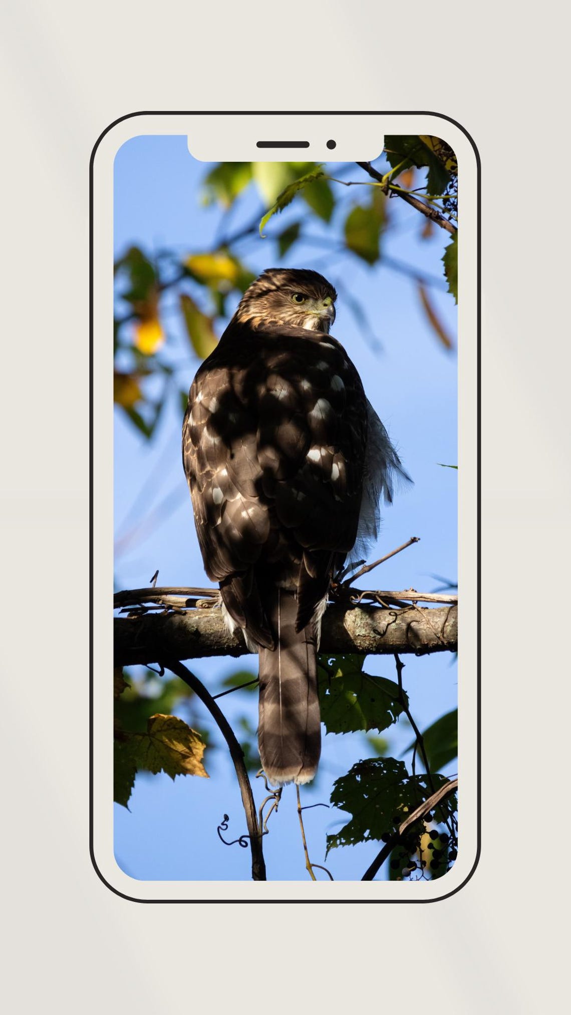 Young Cooper's Hawk Portrait - Digital Bird Photo, Hawk Picture, Cooper ...