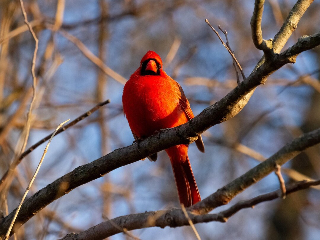 Cardinal Portrait - Digital Bird Picture, Cardinal Photo, Desktop ...