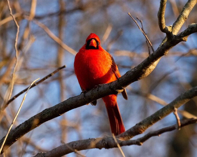Cardinal Portrait - Digital Bird Picture, Cardinal Photo, Desktop ...