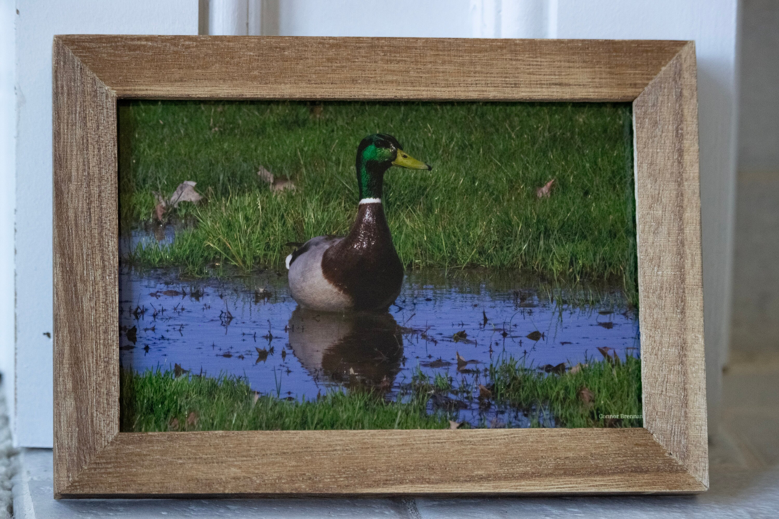 Sunny, “smiling” Male Mallard Duck, Digital Print, Duck, Mallard Duck ...