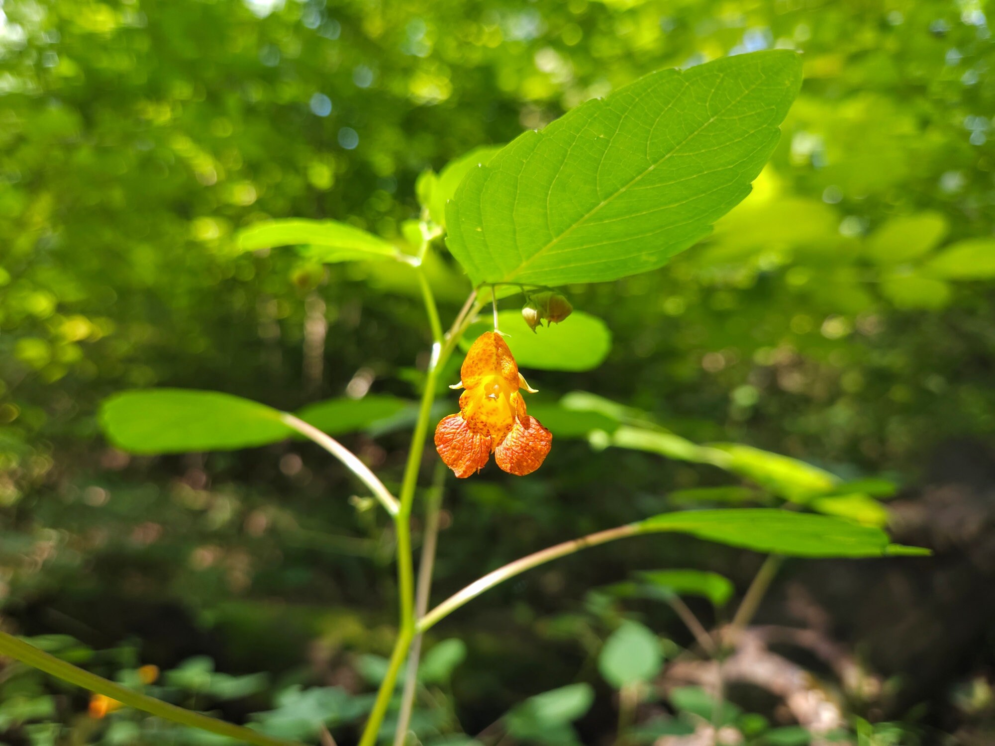 Sunny Jewelweed Flower Digital Print - Desktop Wallpaper, Jewelweed ...
