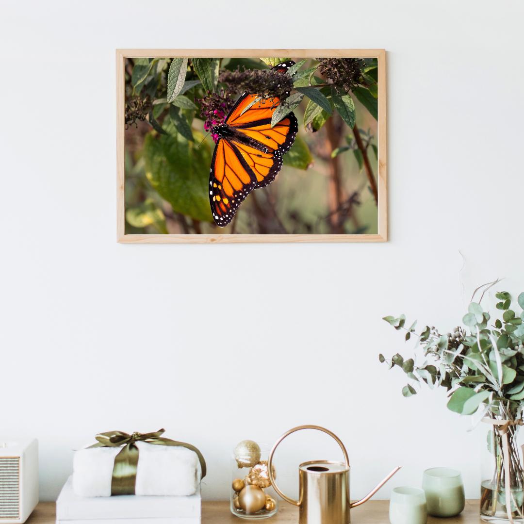 Monarch Butterfly - Digital Wall Art, Butterfly Print, Butterfly Photo ...