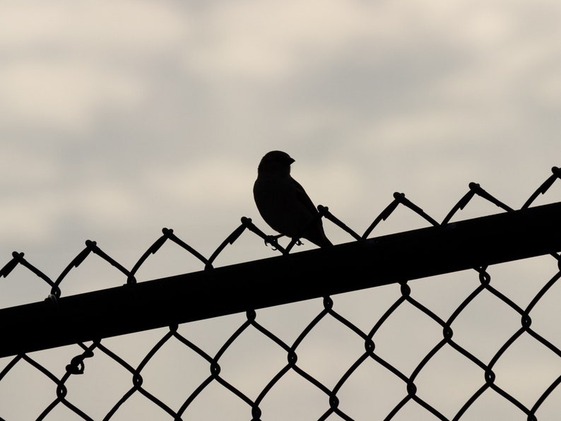 Bold Female House Sparrow Silhouette Against Easter Sky, Digital Print ...