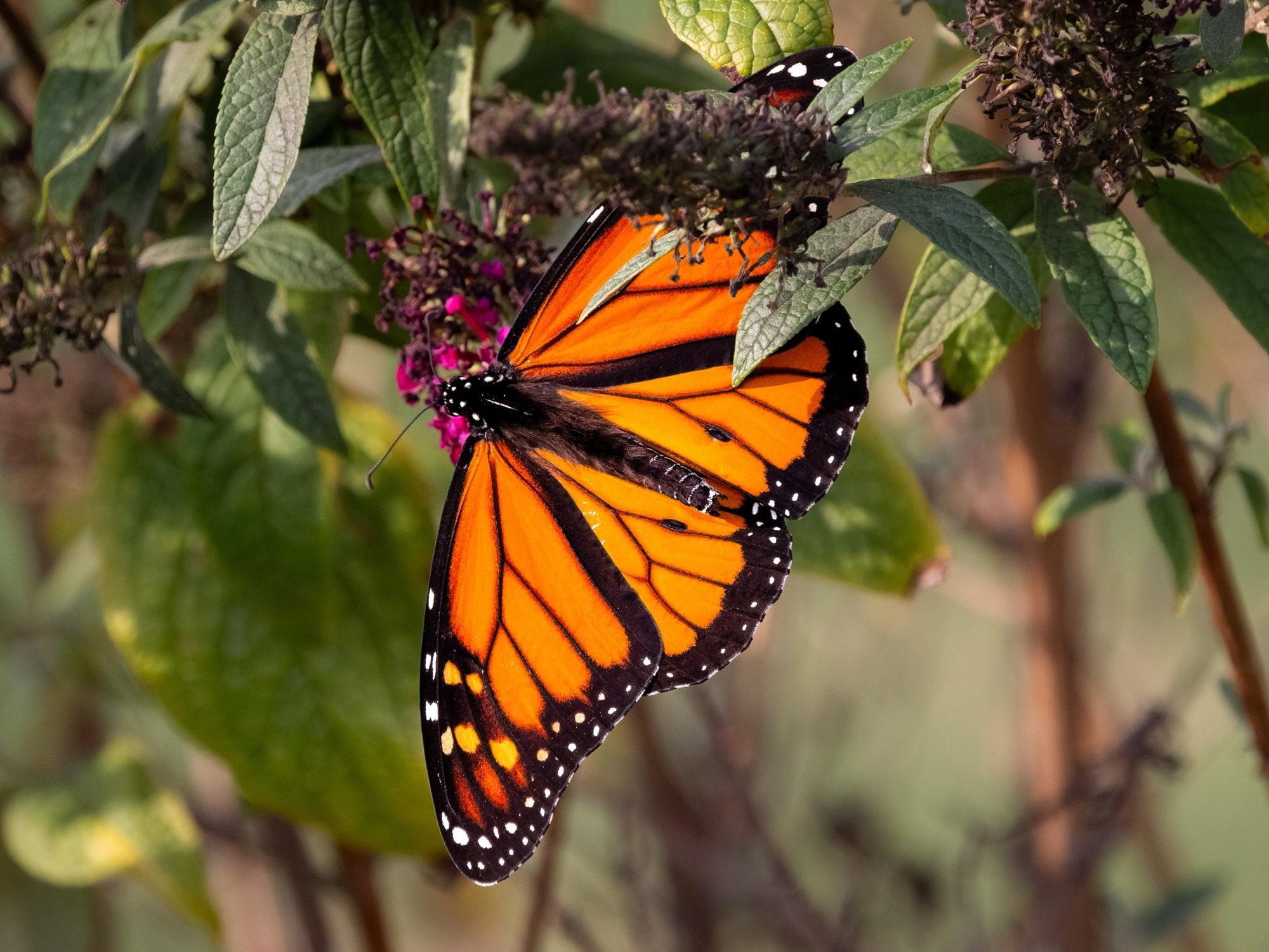 Monarch Butterfly - Digital Wall Art, Butterfly Print, Butterfly Photo ...