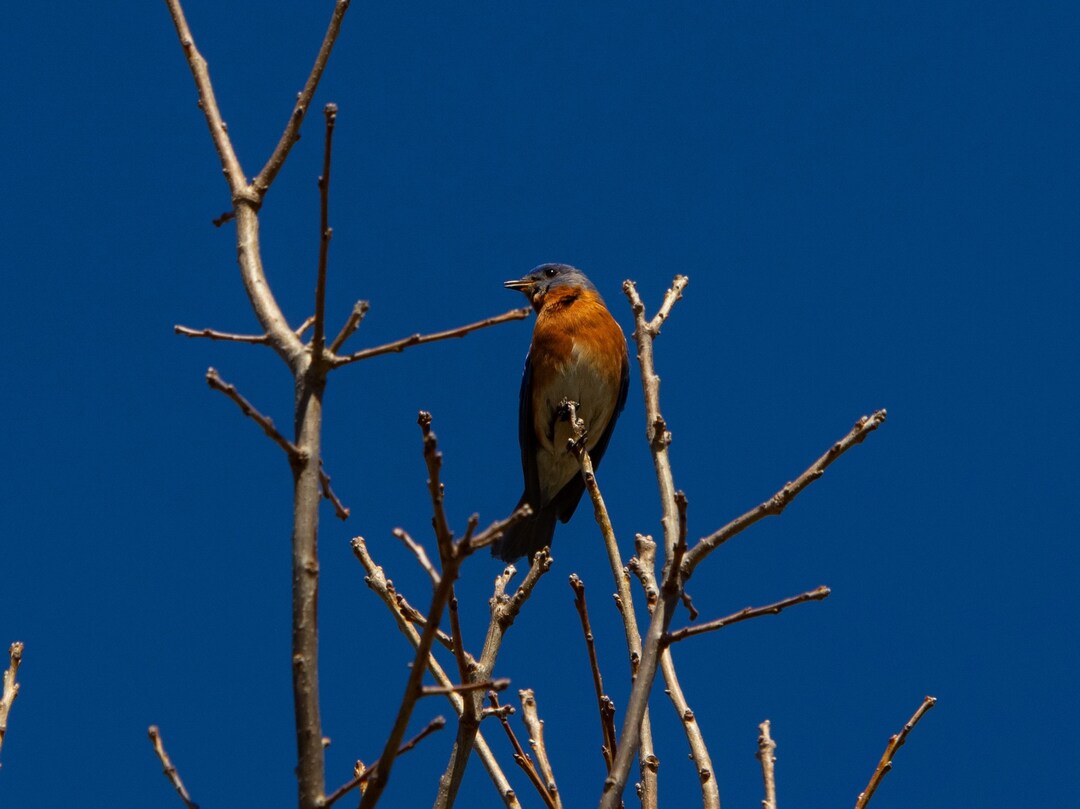 Smiling Male Eastern Bluebird, Digital Print, Bluebird, Bird Photo ...