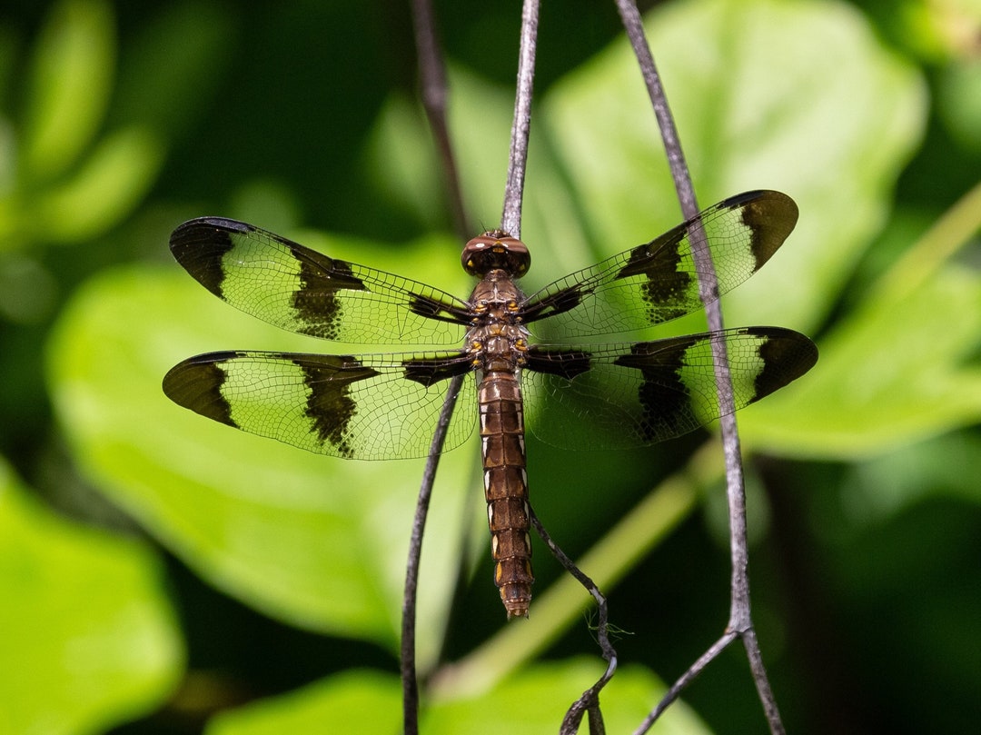 Female Common Whitetail Dragonfly, Digital Print, Dragonfly, Dragonfly ...