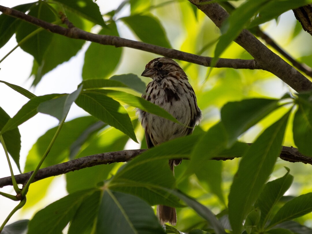 Sam the Song Sparrow in Tree - Digital Bird Picture, Song Sparrow Photo ...
