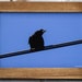 Happy Crow on Cable, Digital Print, Crow Picture, Bird Photo, Crow ...