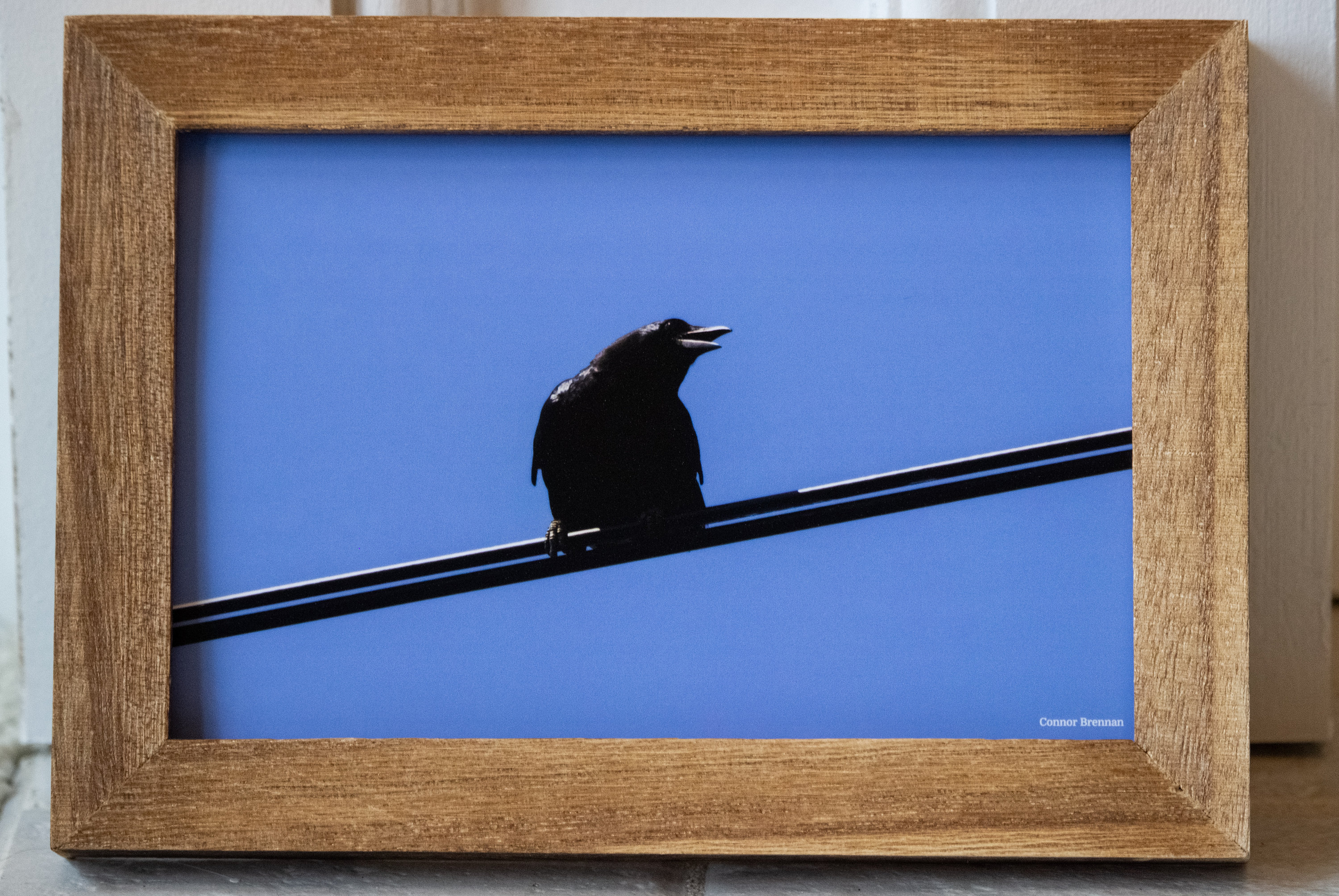 Happy Crow on Cable, Digital Print, Crow Picture, Bird Photo, Crow ...