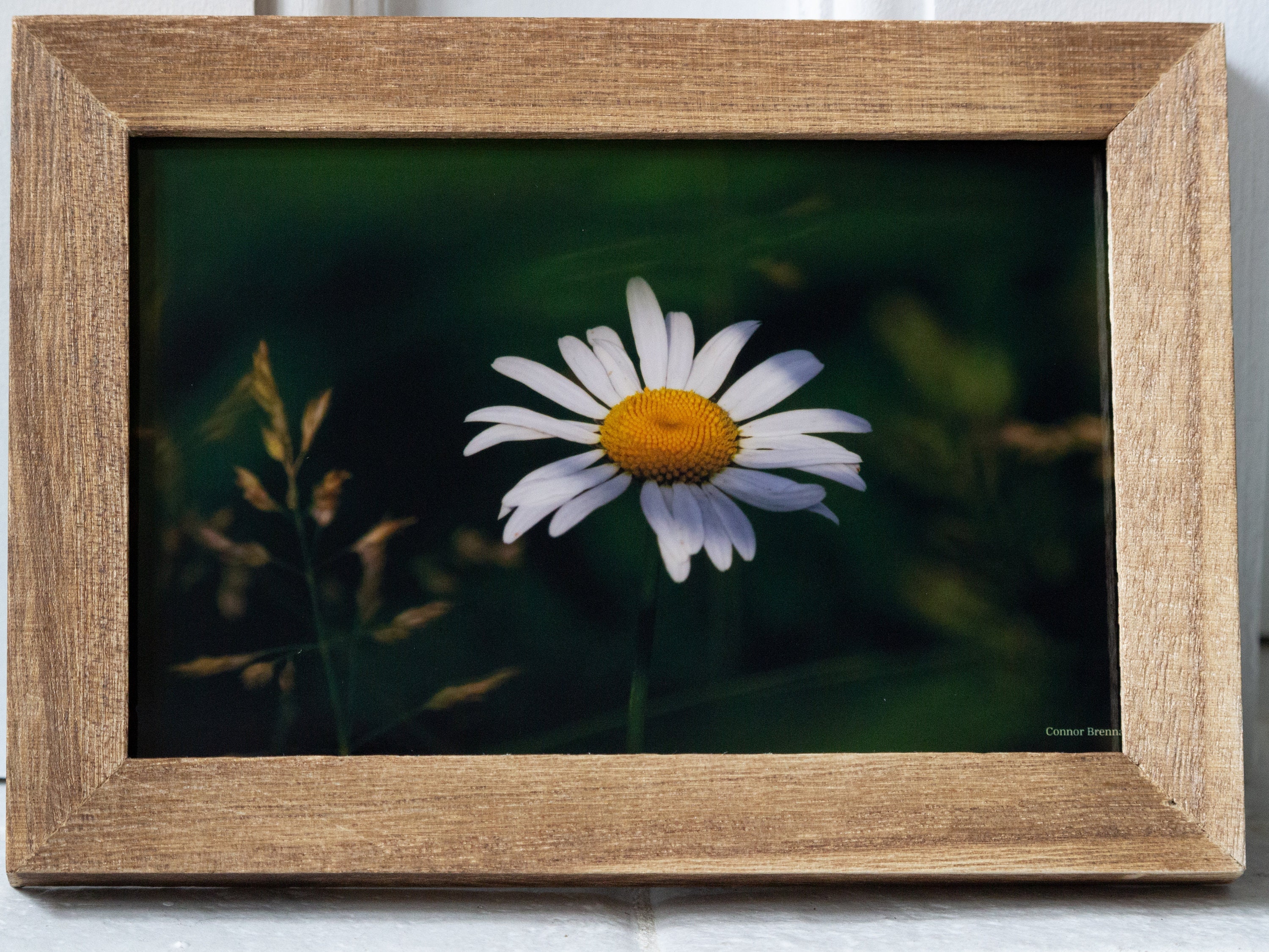 Dreamy Daisy Digital Print, Desktop Wallpaper, Daisy Photo, Flower ...
