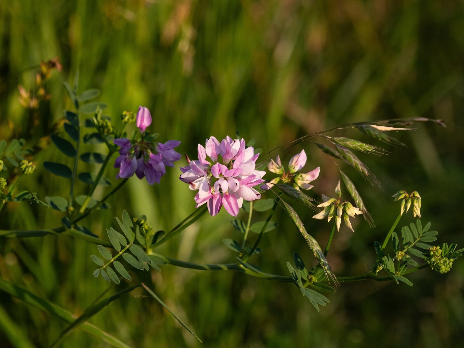 Purple Crown Vetch Flowers Digital Print, Purple Crown Vetch, Crown ...