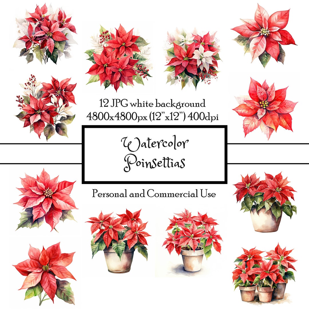 Poinsettias Christmas Flowers Holiday 12 JPG Watercolor Clipart Instant ...