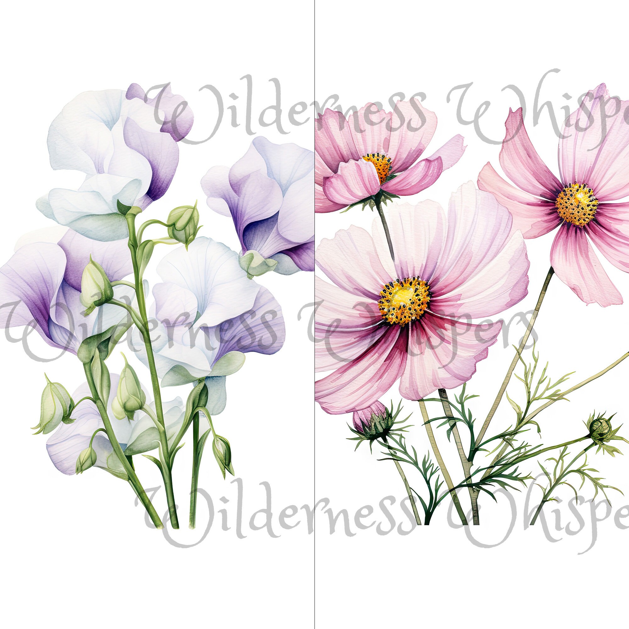 Birth Flowers Secondary 12 JPG Watercolor Clipart Instant Download ...