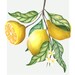 Lemon Print, Set of 2, Lemon Print Wall Art, Citrus Print, Lemon Branch ...