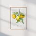 Lemon Print, Set of 2, Lemon Print Wall Art, Citrus Print, Lemon Branch ...