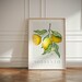 Lemon Print, Set of 2, Lemon Print Wall Art, Citrus Print, Lemon Branch ...