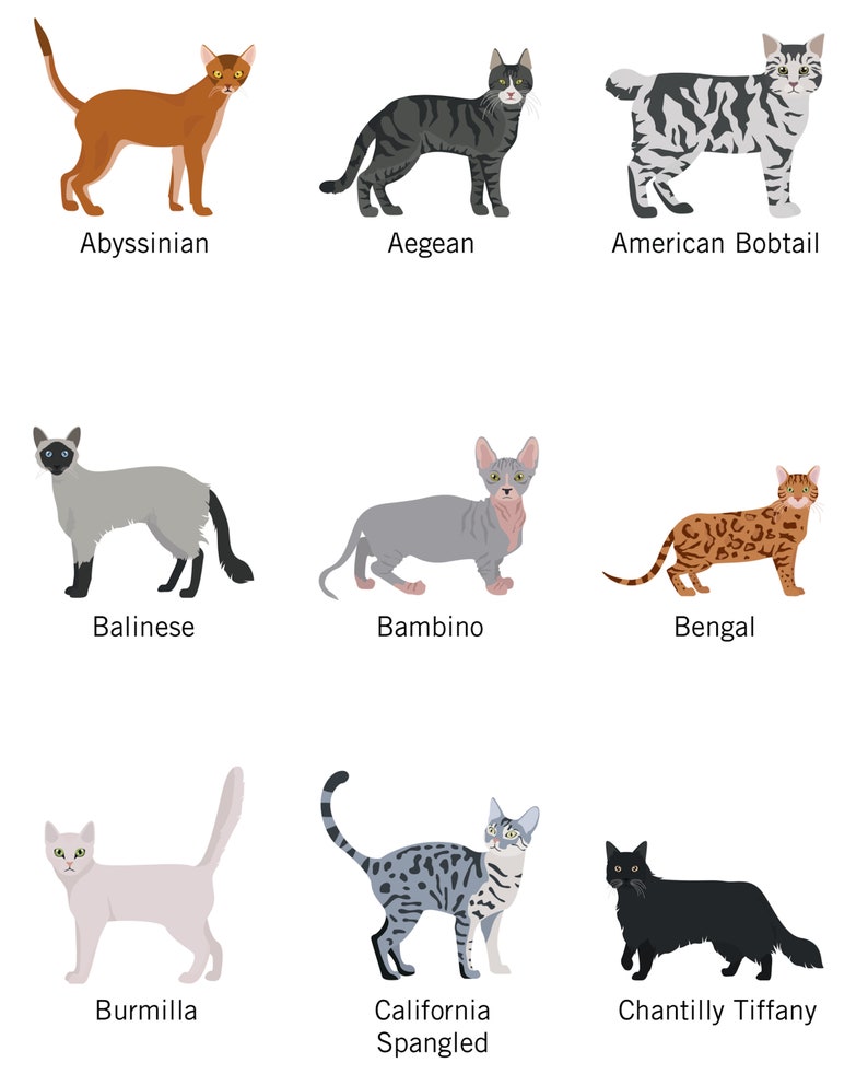Printable Cat Breeds Poster, Cat Lover Gift, Cat Breeds Infographics ...