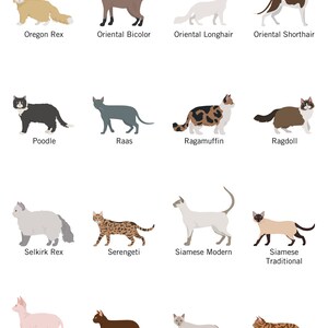 Printable Cat Breeds Poster, Cat Lover Gift, Cat Breeds Infographics, Cat Breeds Print, Cat Wall ...