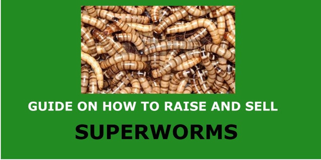Superworm Raising Guide Digital Download, Worm Farming How-to, Insect ...