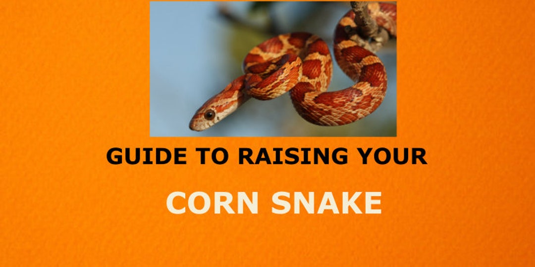 Corn Snake Care Guide Digital Download, Pet Snake Tips, Reptile Care ...