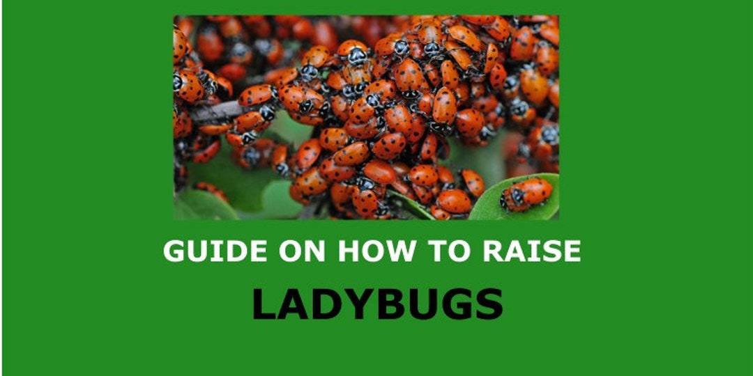 How to Raise Ladybugs Digital Guide, Ladybird Rearing Tips, Bug Care ...