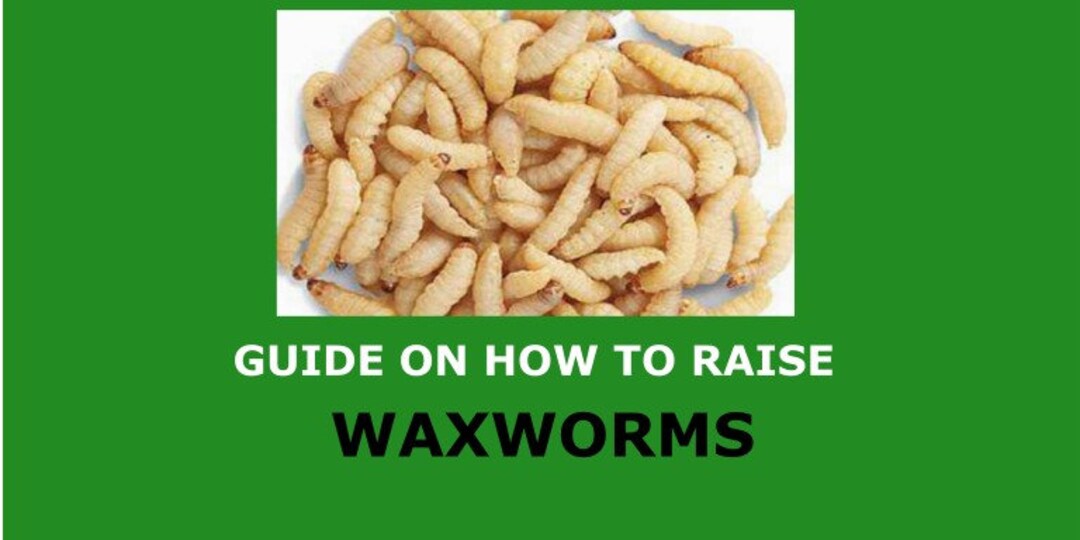 Waxworm Raising Guide Digital Download, How to Raise Waxworms, Insect Care Ebook, Educational ...