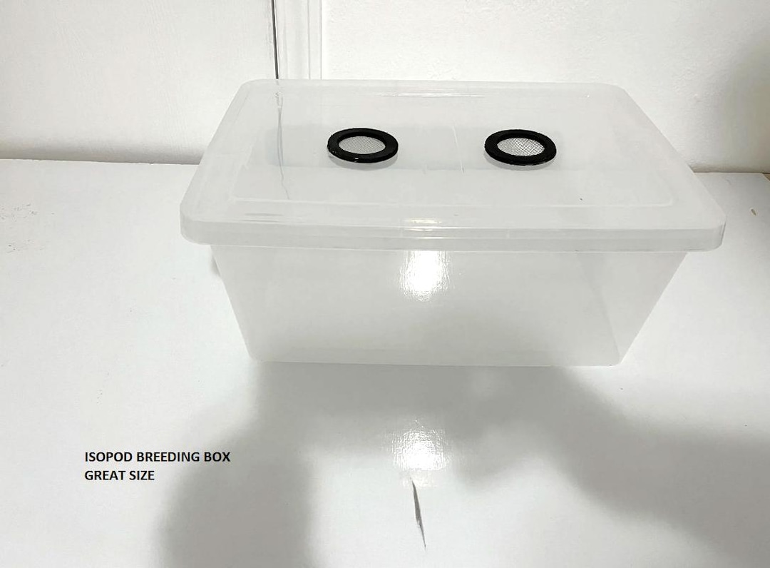 Transparent Isopod Holding and Breeding Box -17 Qt Spacious and Fully ...