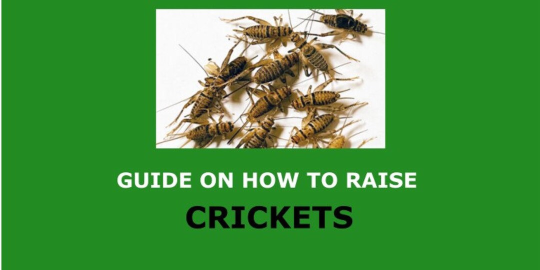 Digital Download How to Raise Crickets Guide, Cricket Farming PDF ...