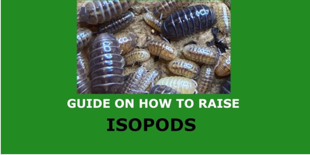 Isopod Care Guide Digital Download, Raising Isopods Tips, Educational Ebook, Isopod Husbandry ...