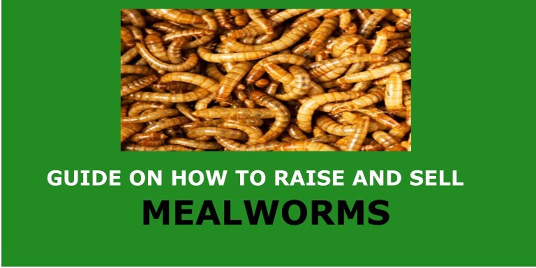 Mealworm Raising and Selling Guide, Digital E-book, How-to Handbook ...