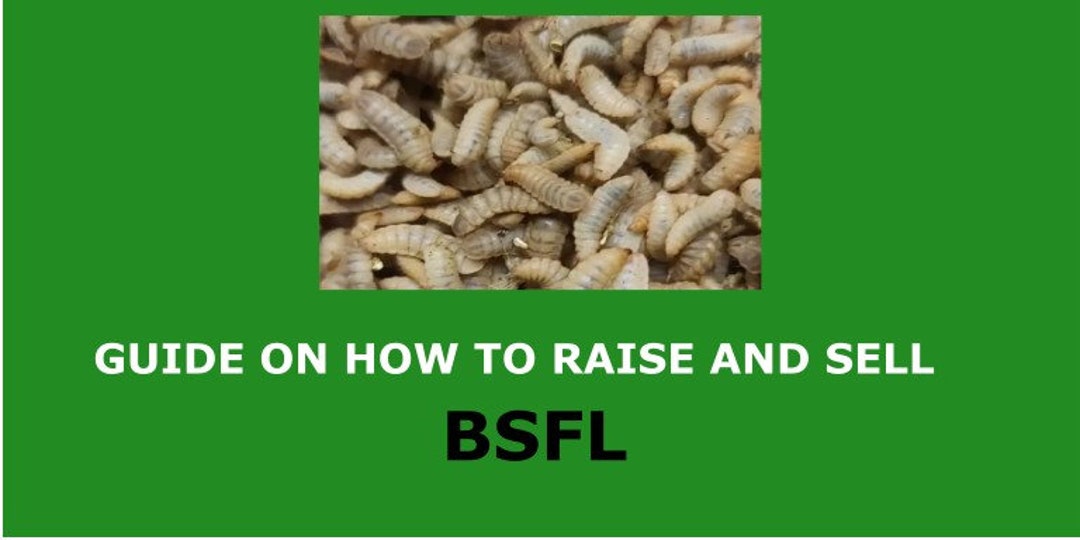 How to Raise BSFL Digital Guide, Black Soldier Fly Larvae Care ...
