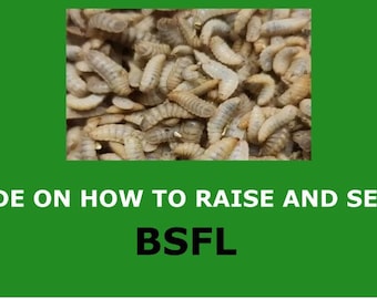 BSFL black Soldier Fly Larvae Complete Farming Kit Medium Size - Etsy