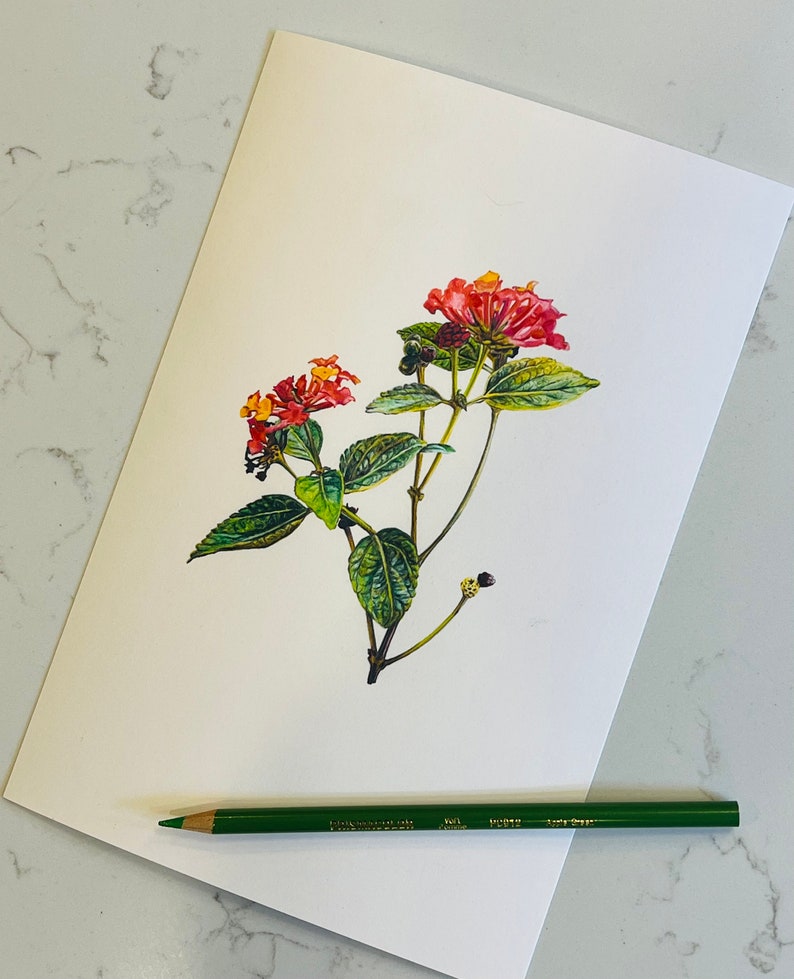 Lantana Drawing - Etsy