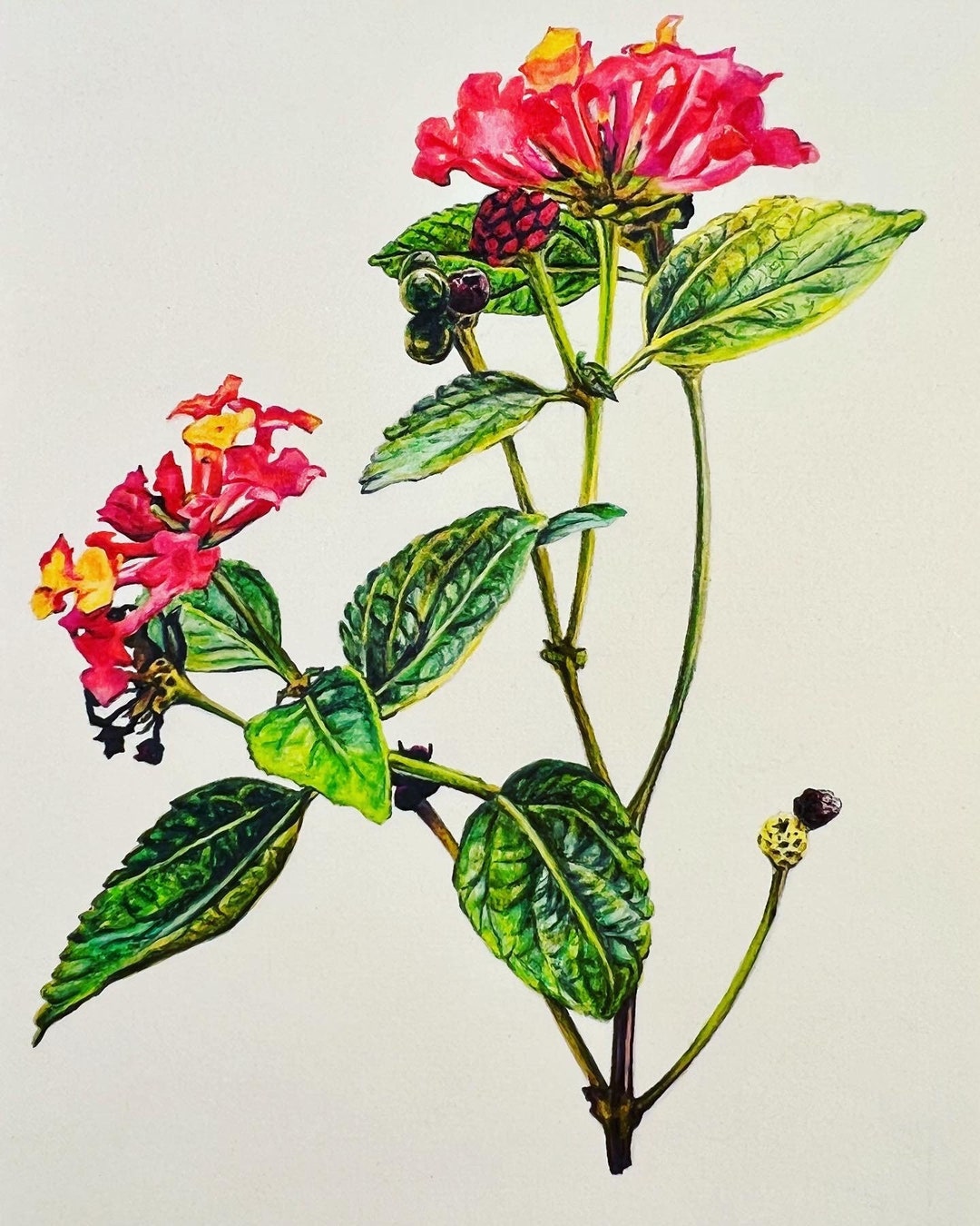 Lantana Drawing - Etsy